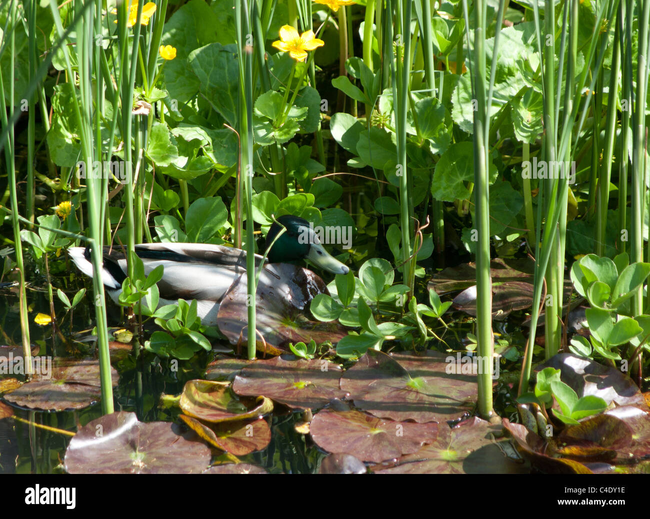 Hiding Duck High Resolution Stock Photography and Images - Alamy