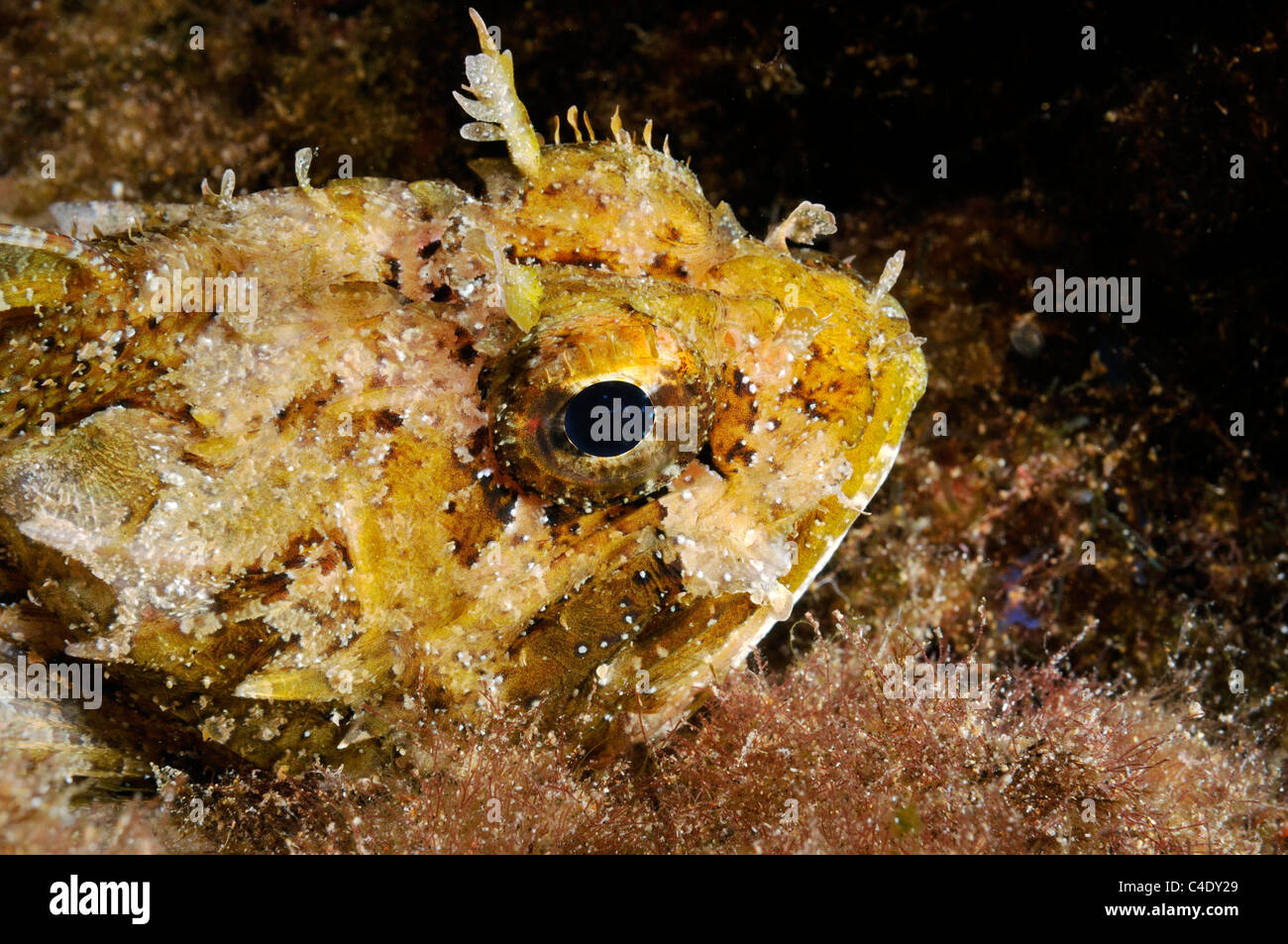 Maderensis hi-res stock photography and images - Alamy