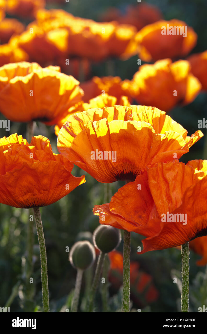 Flowering parts of an oriental poppy Papaver rhoeas, sunshine making ...