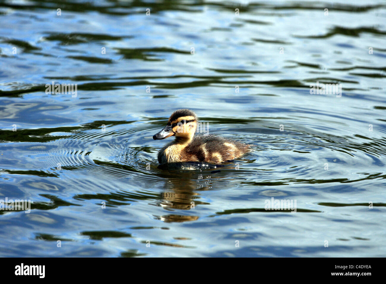 A duckling swimming in a lake Stock Photo - Alamy