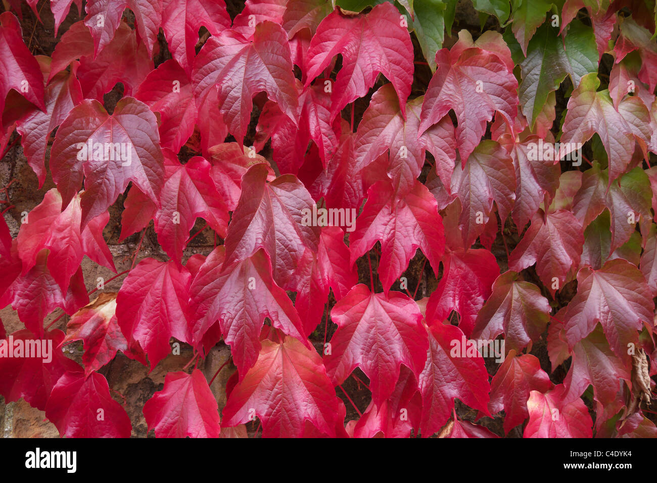 Boston Ivy in fall autumn Stock Photo - Alamy