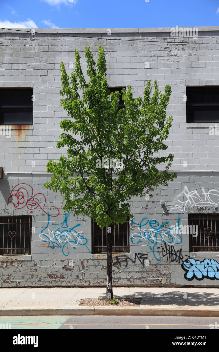 Industrial building, graffiti, tree,, Williamsburg, Brooklyn, New York ...