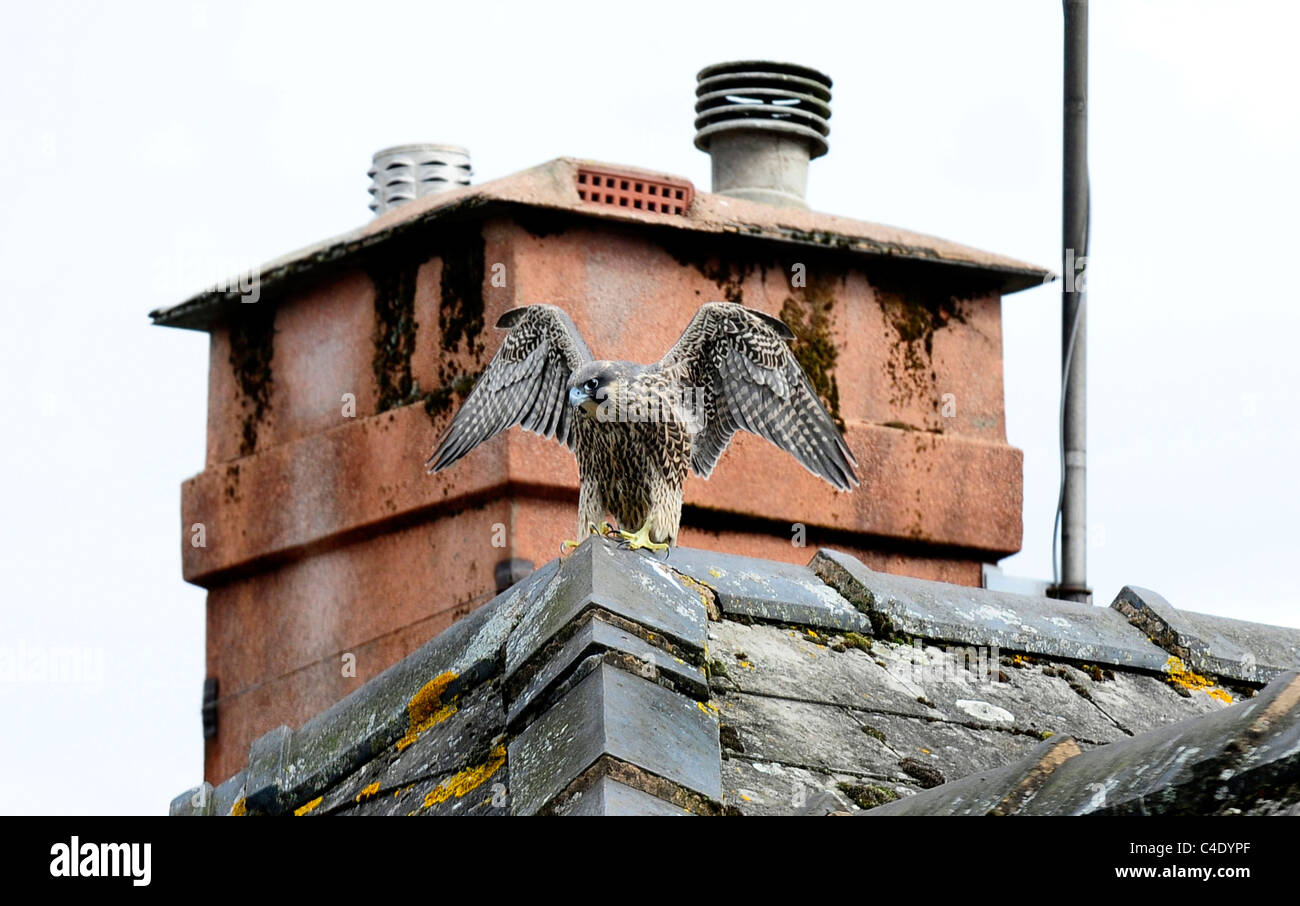 A juvenile Peregrine Falcon on a roof of a house Stock Photo - Alamy