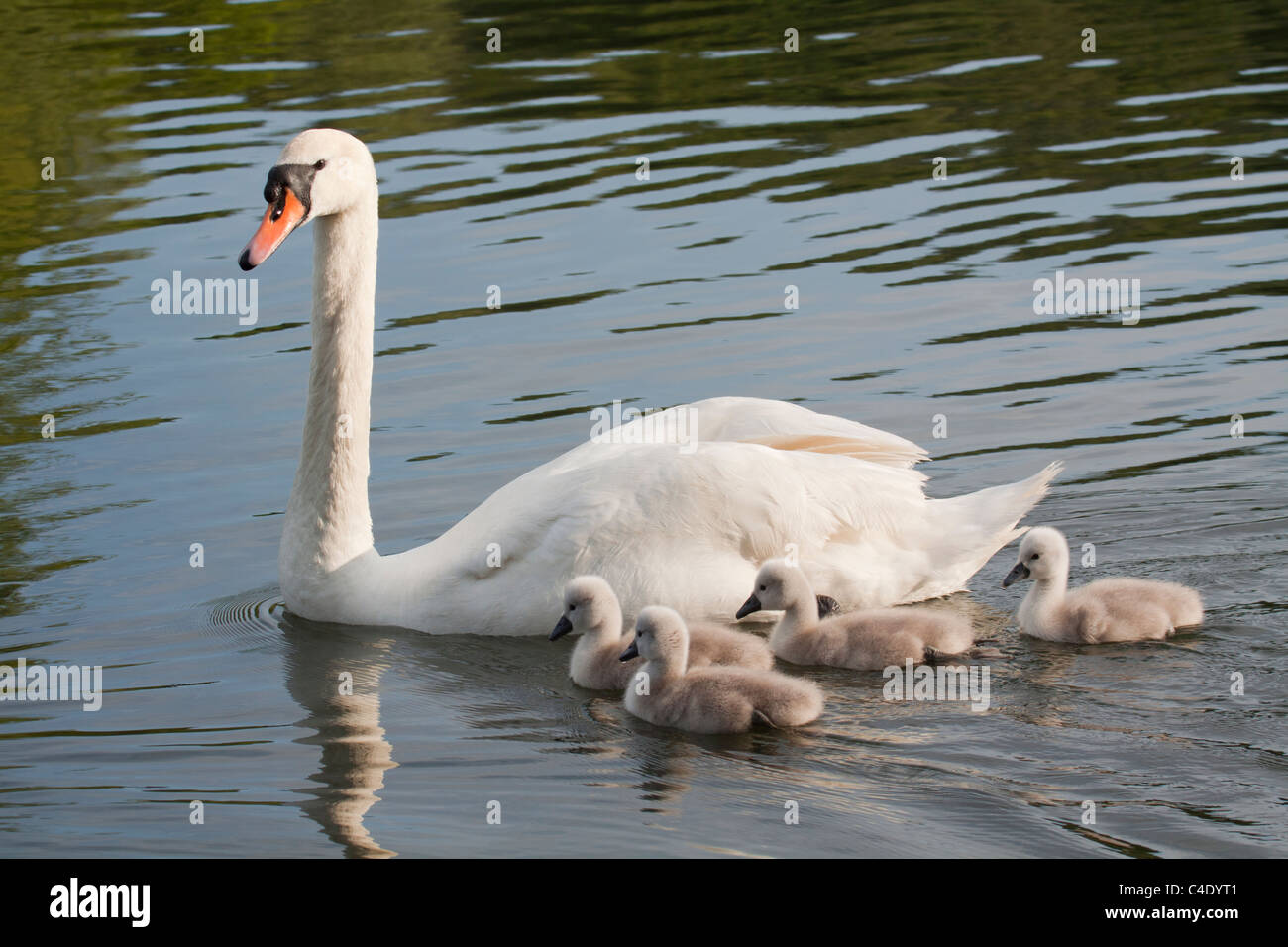 Babies swan hi-res stock photography and images - Alamy