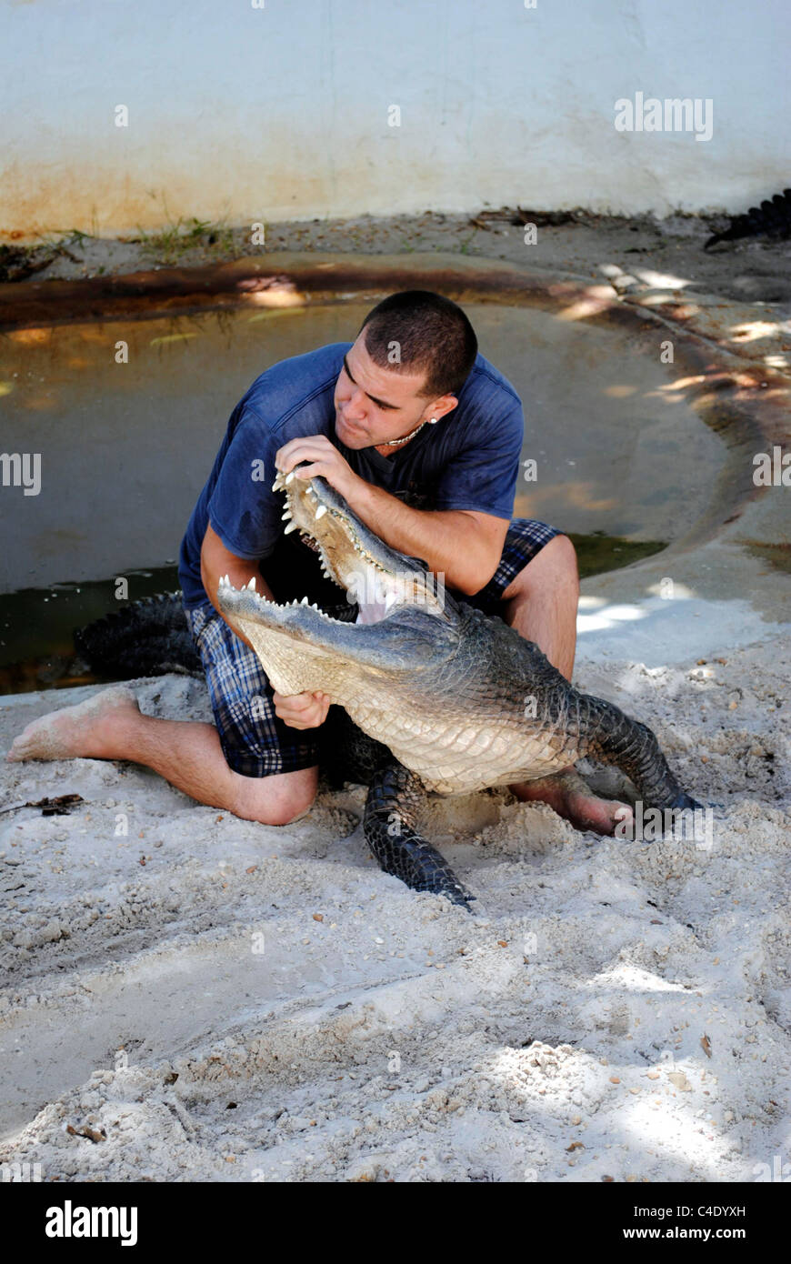American alligator wrestling in the Everglades National Park Stock ...