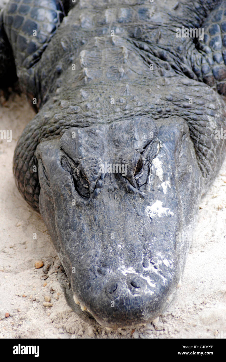 A close up of an American Alligator Stock Photo - Alamy