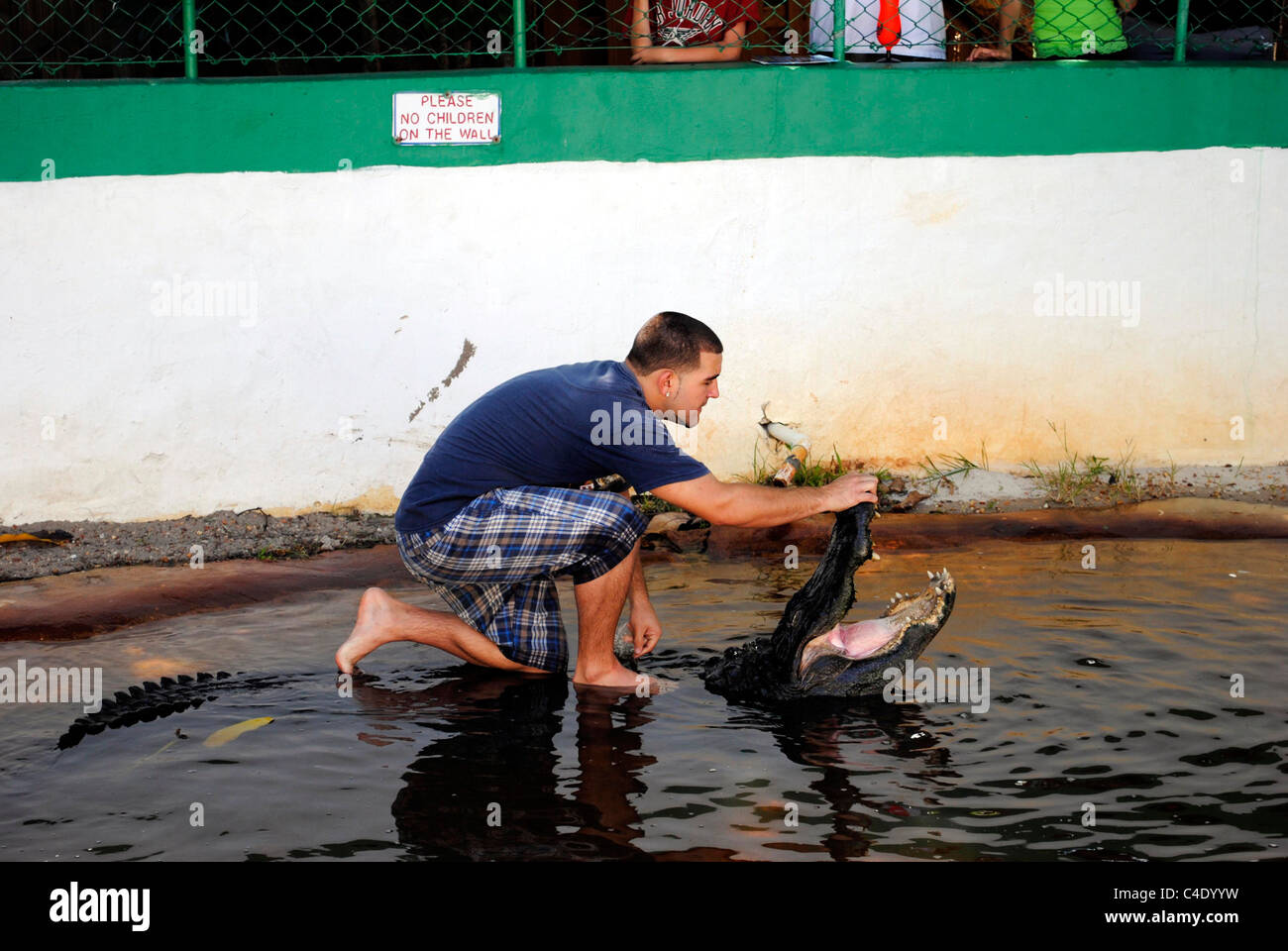 American alligator wrestling in the Everglades National Park Stock ...