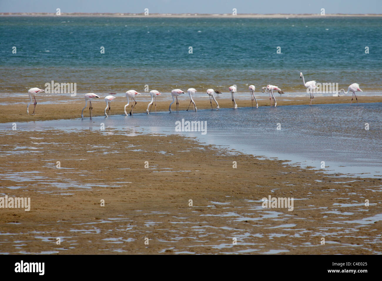 Flamingo at Walvis bay, Namibia Stock Photo - Alamy