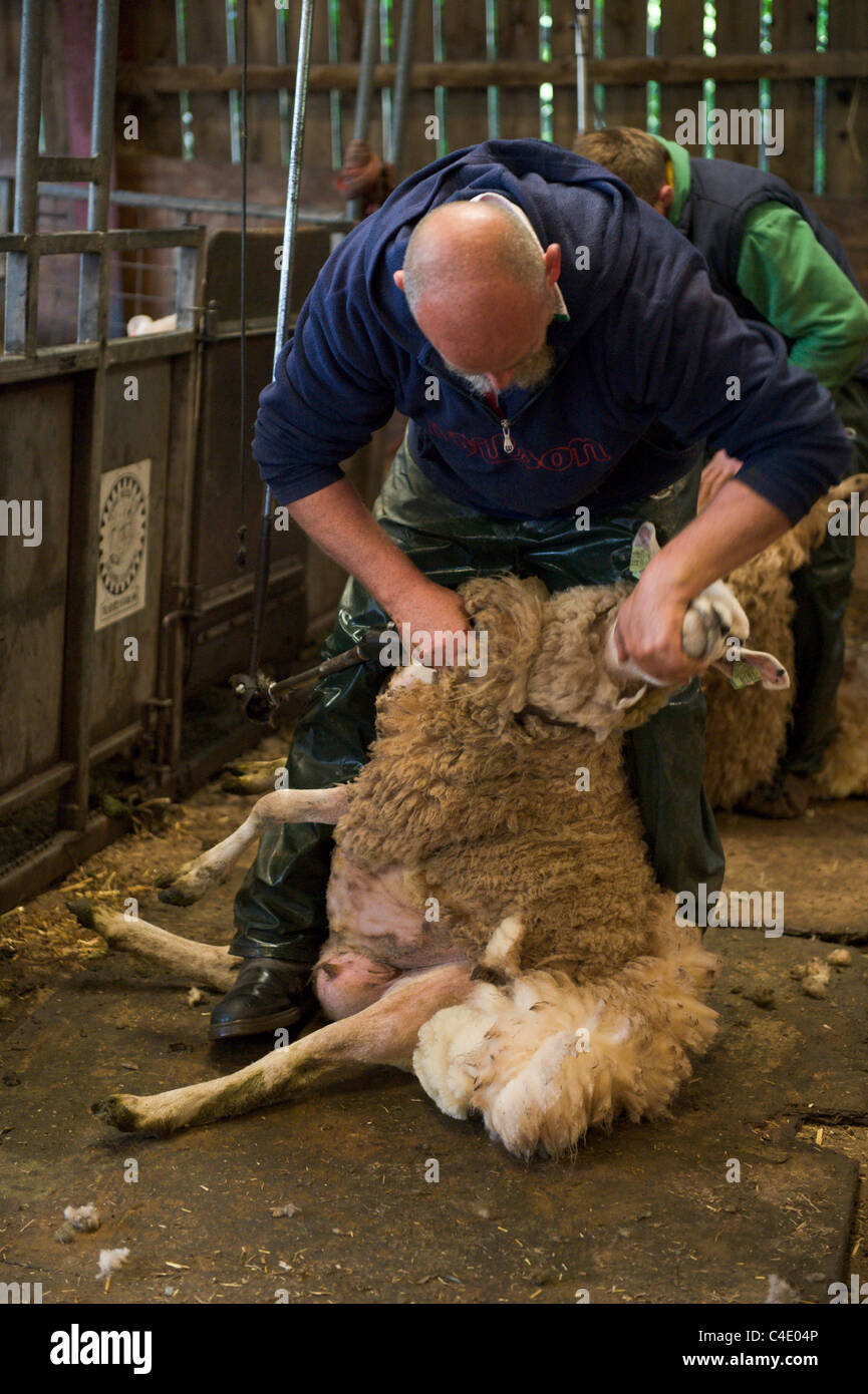 Jim Beavan of BBC programme ‘Lambing Live’ giving sheep shearing ...