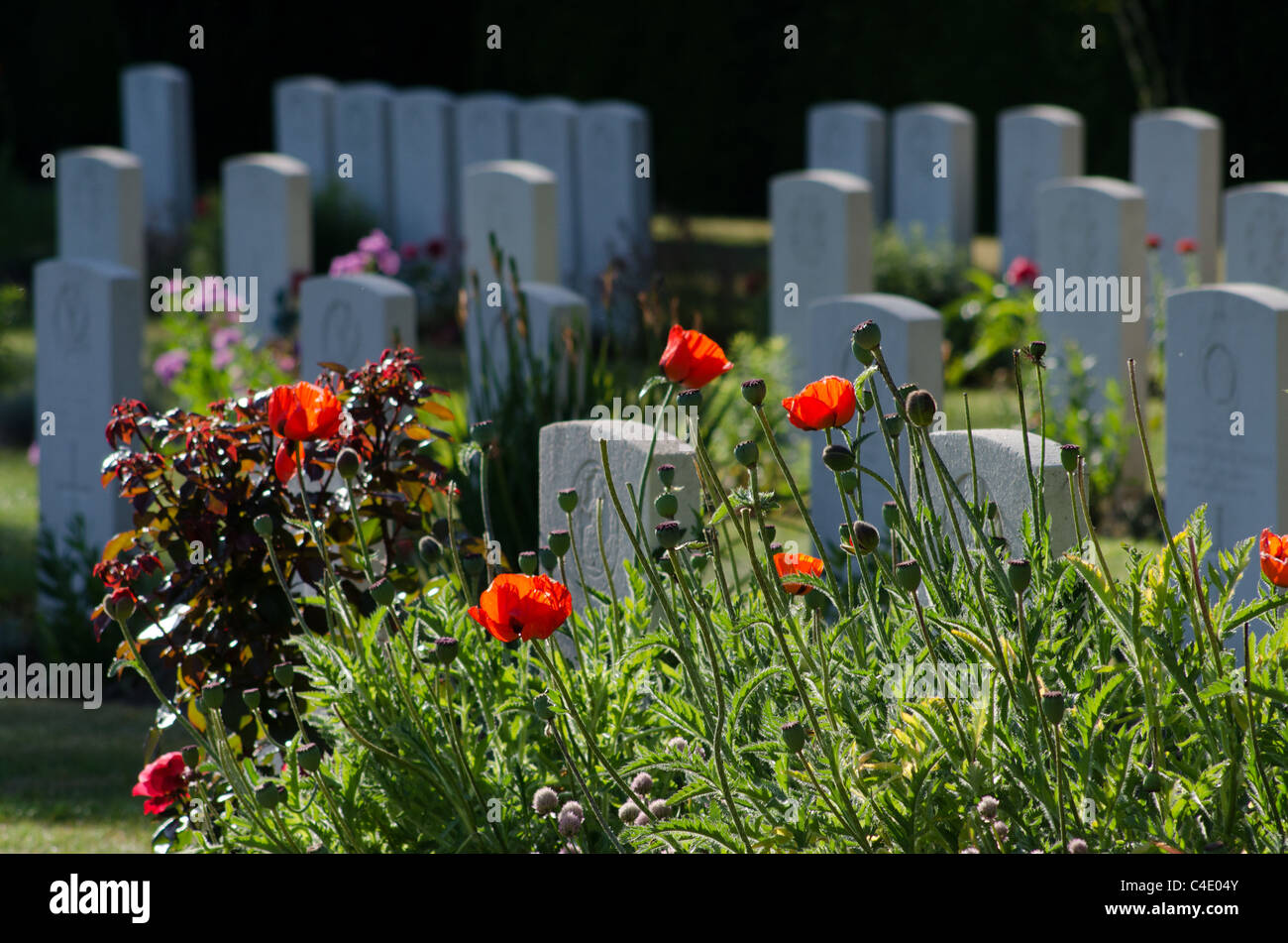 World war graves remembrance poppies hi-res stock photography and ...