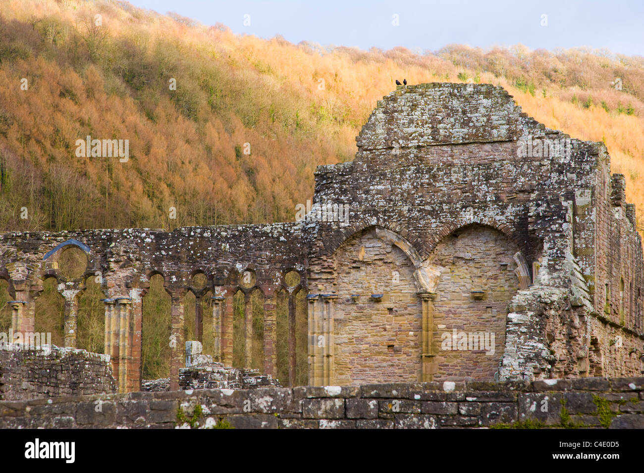 Ruins of tintern abbey hi-res stock photography and images - Alamy