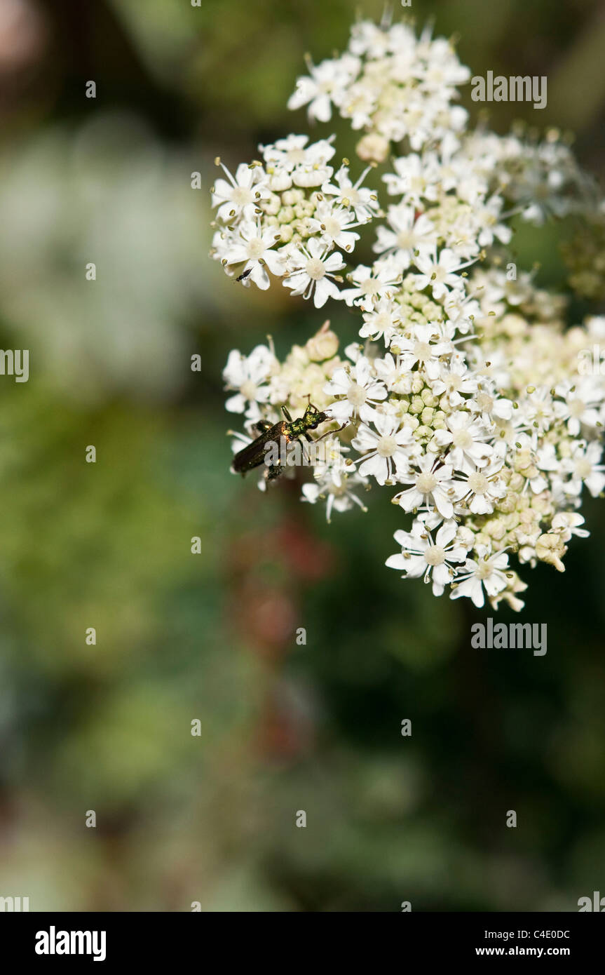 Bettle hi-res stock photography and images - Alamy