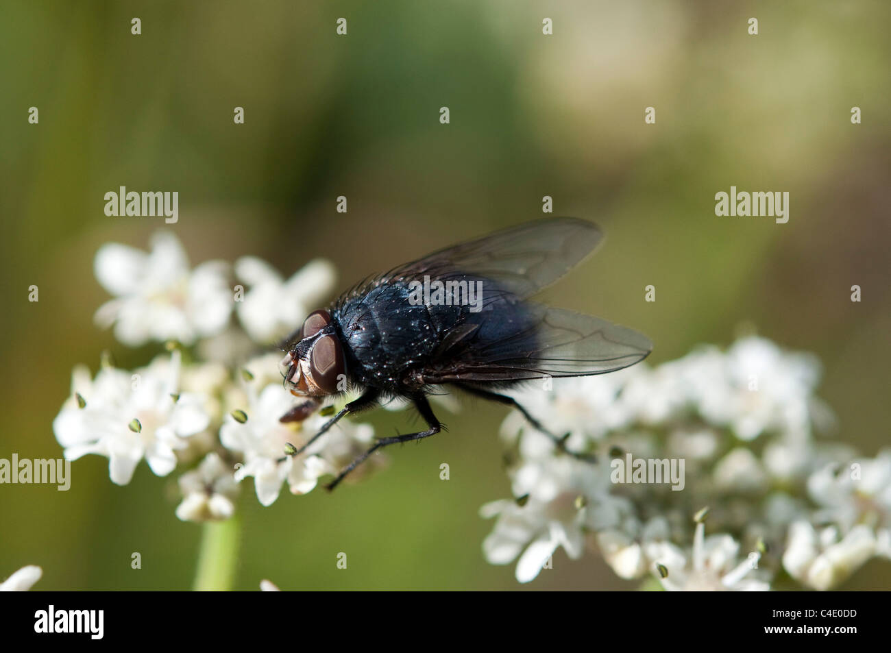 Blue bottle fly Stock Photo - Alamy