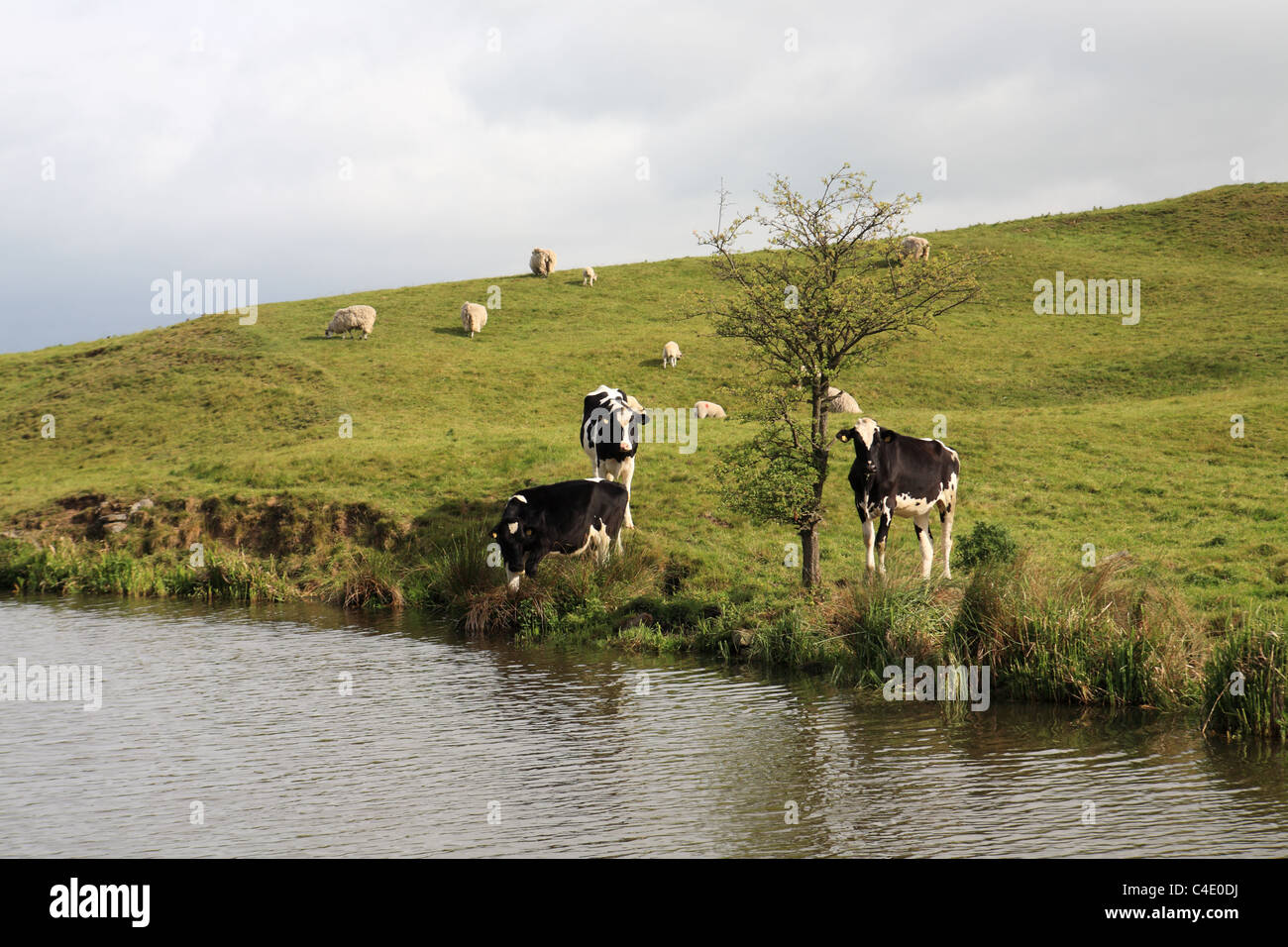 Farm animals uk cows sheep hi-res stock photography and images - Alamy