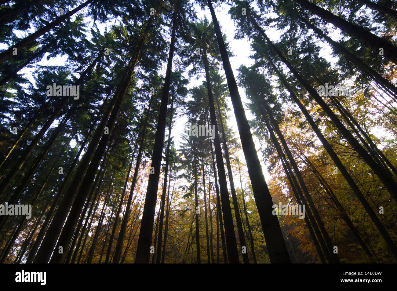 Slender forest vegetation hi-res stock photography and images - Alamy
