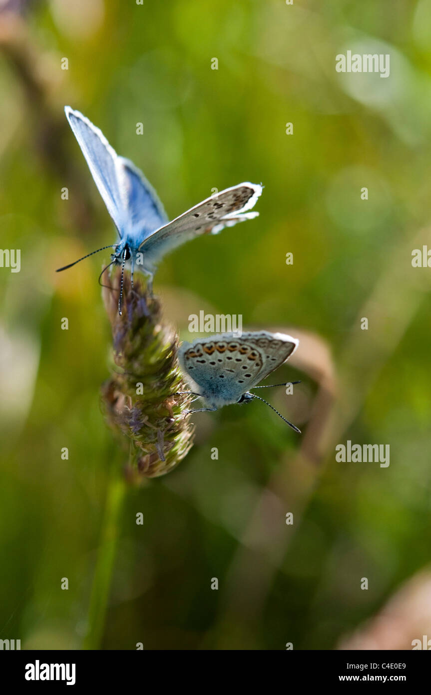 Two Common Blue Butterflies Stock Photo - Alamy