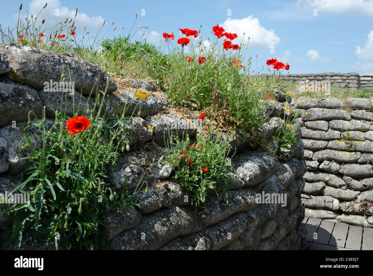 Poppies in preserved First World War trench, Trench of Death, Flanders ...