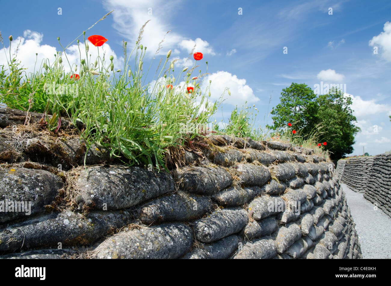 Poppies in preserved First World War trench, Trench of Death, Flanders ...