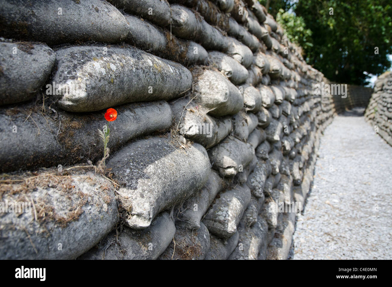 Poppies in preserved First World War trench, Trench of Death, Flanders ...