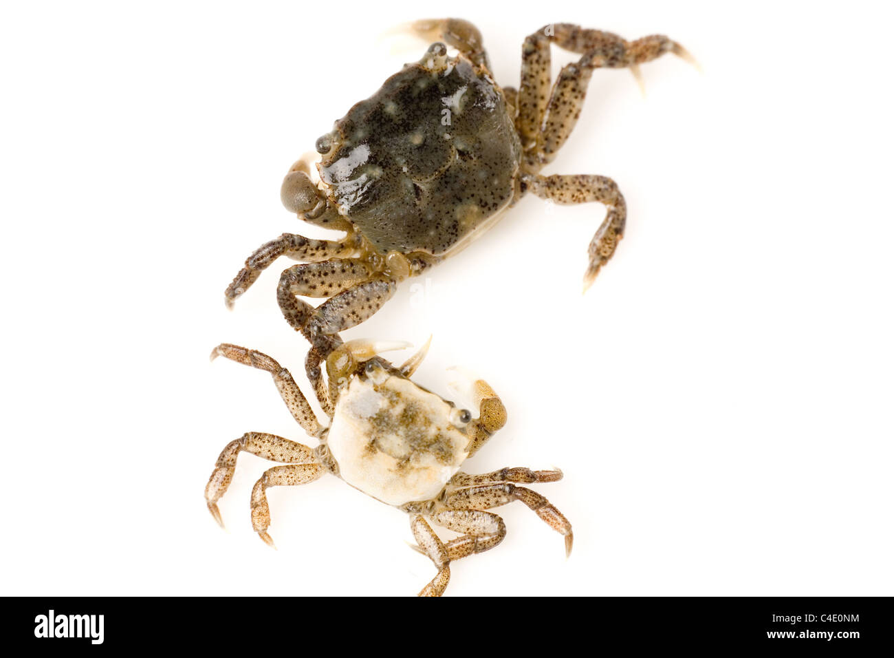 a Crab close up shot Stock Photo - Alamy