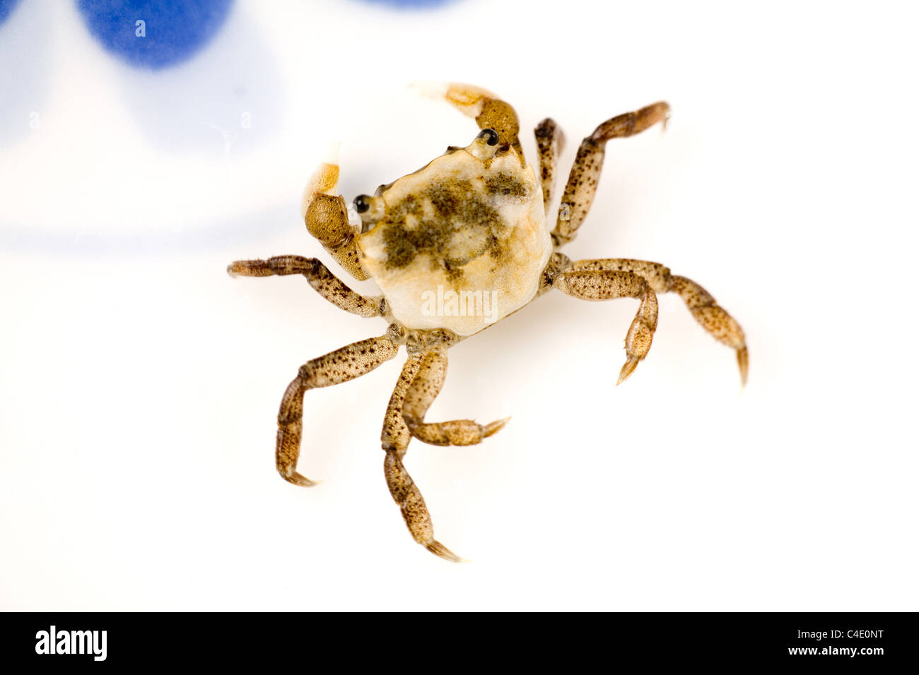 a Crab close up shot Stock Photo - Alamy