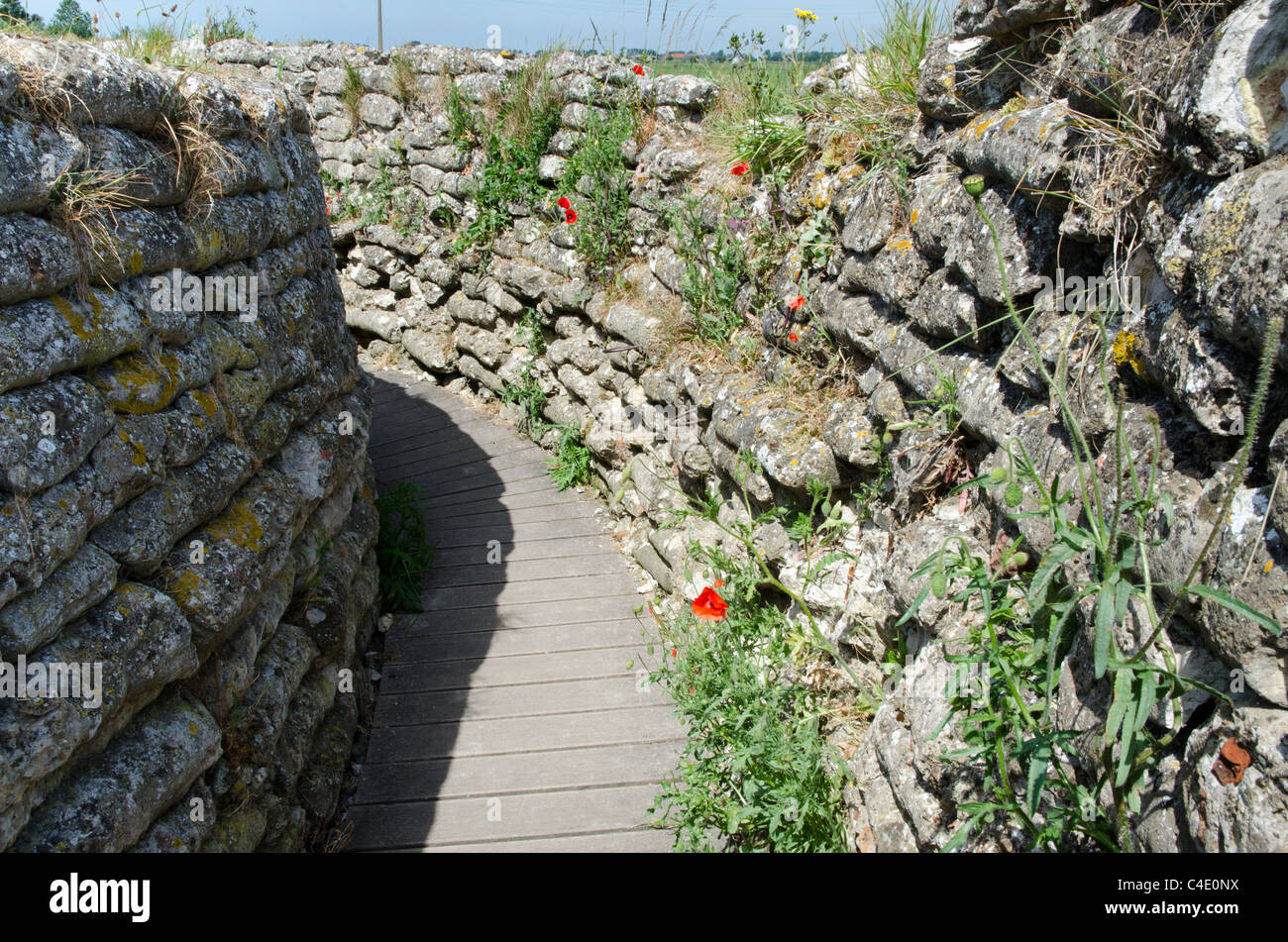 Poppies in preserved First World War trench, Trench of Death, Flanders ...