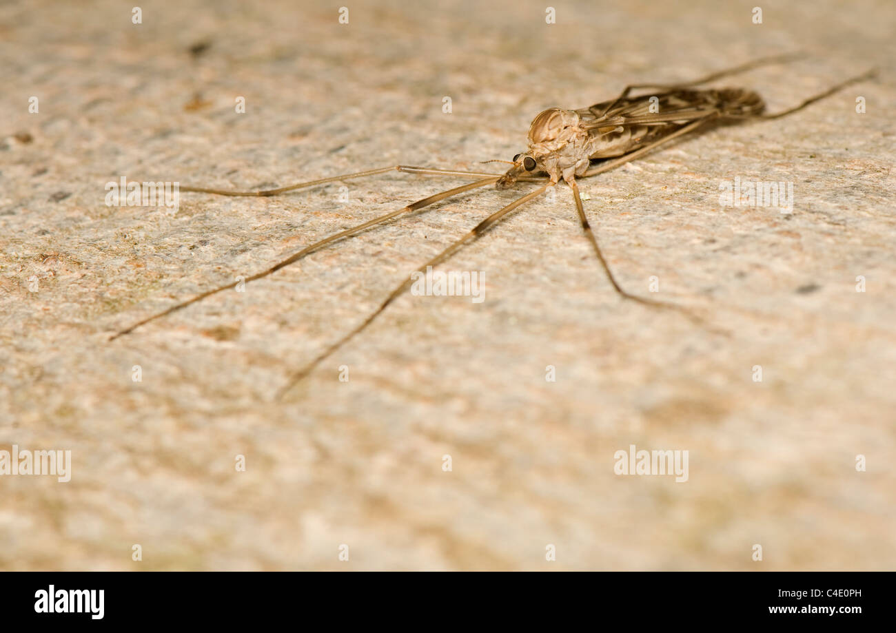 Tipulidae mosquito hi-res stock photography and images - Alamy