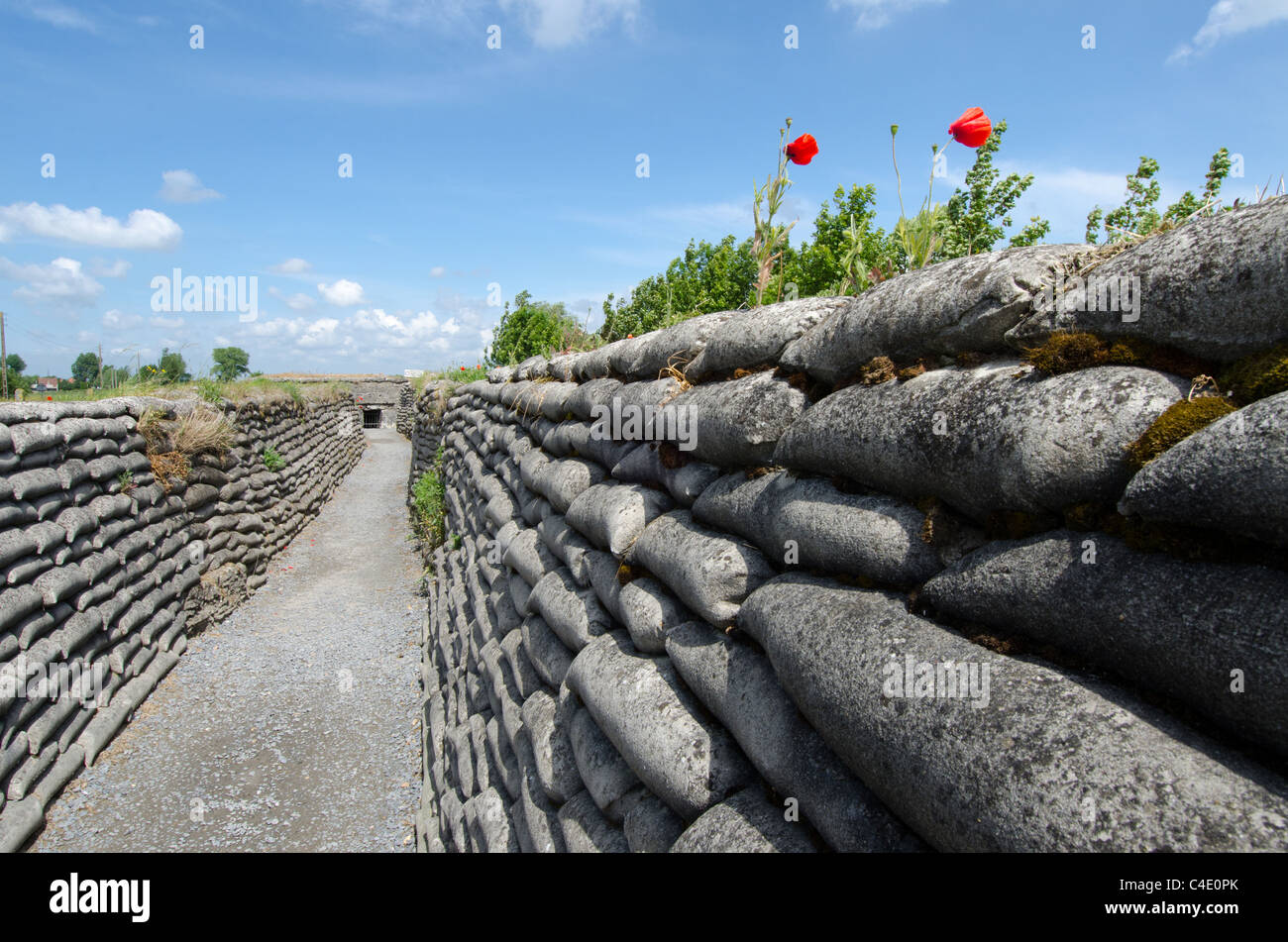 Poppies in preserved First World War trench, Trench of Death, Flanders ...