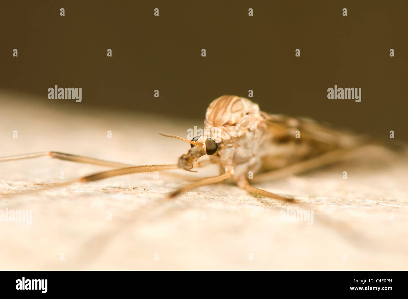 Tipulidae mosquito hi-res stock photography and images - Alamy