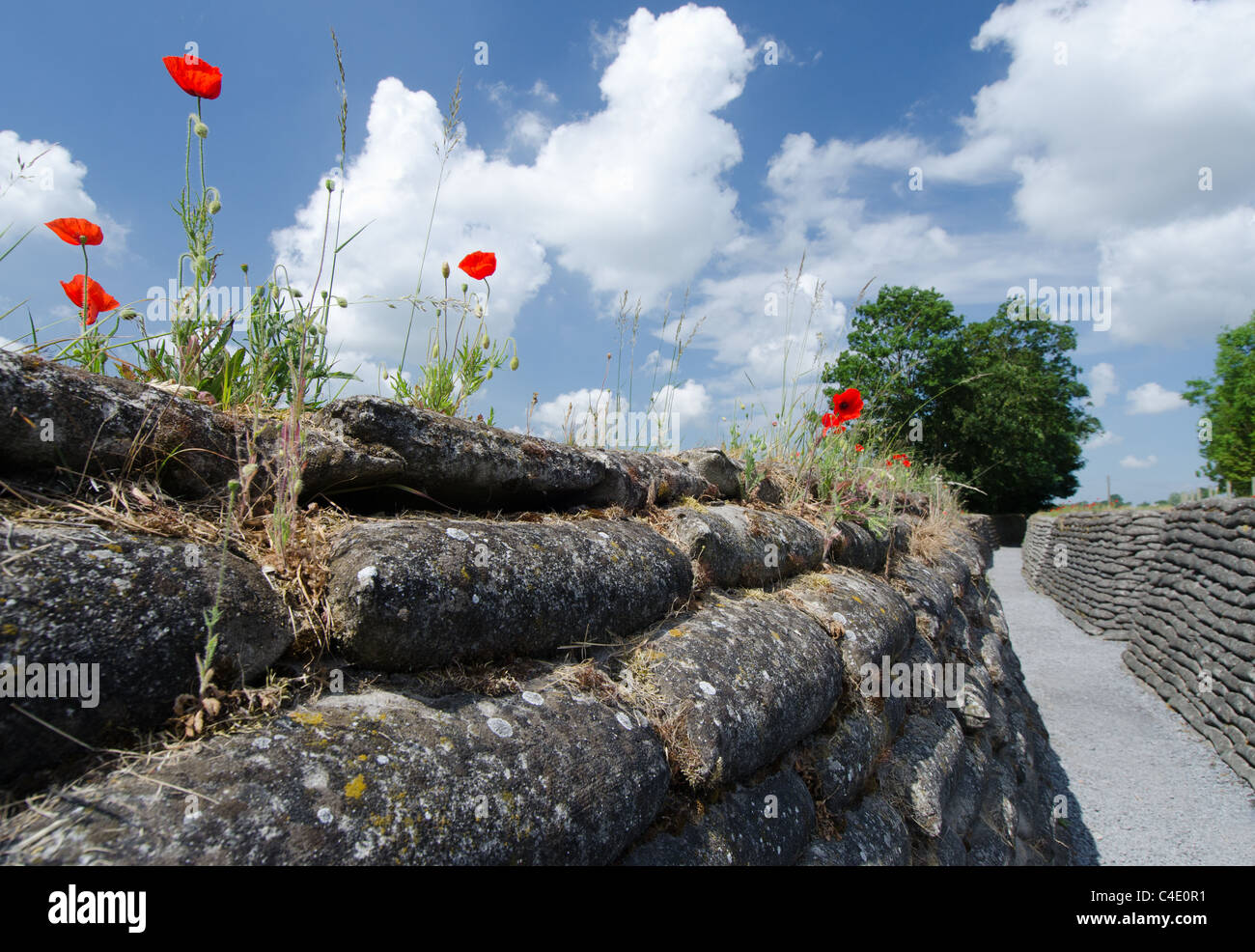 Poppies in preserved First World War trench, Trench of Death, Flanders ...