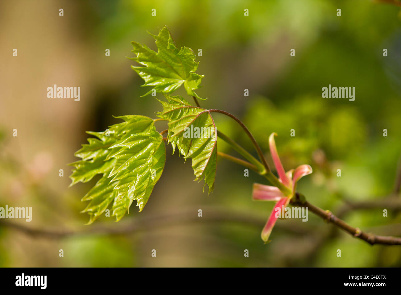 Spring and the tired trees of Winter are breaking forth into new life ...