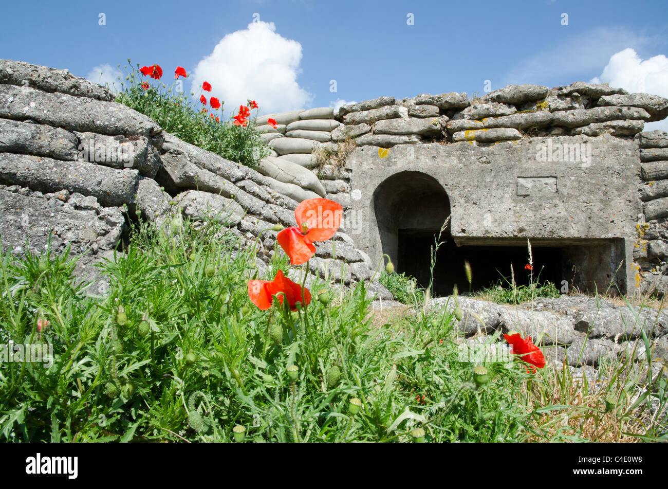 Poppies in preserved First World War trench, Trench of Death, Flanders ...
