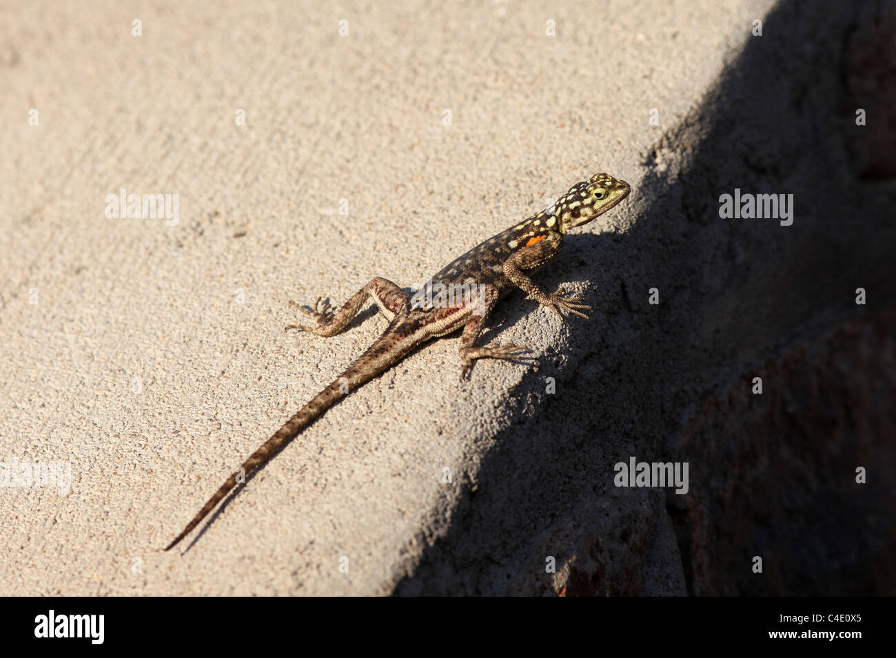 Female Namibian rock agama lizard (Agama planiceps Stock Photo - Alamy