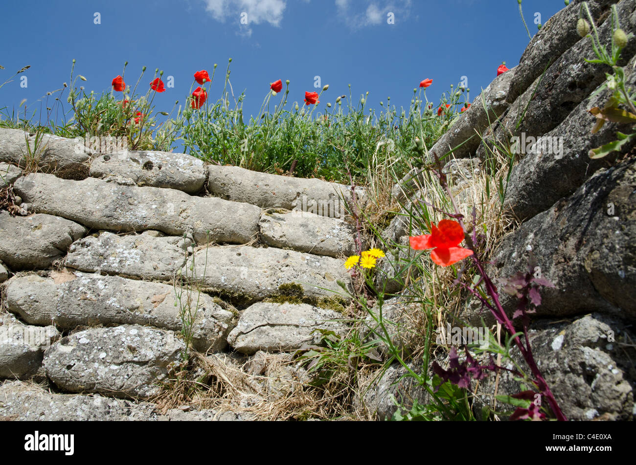 Poppies in preserved First World War trench, Trench of Death, Flanders ...
