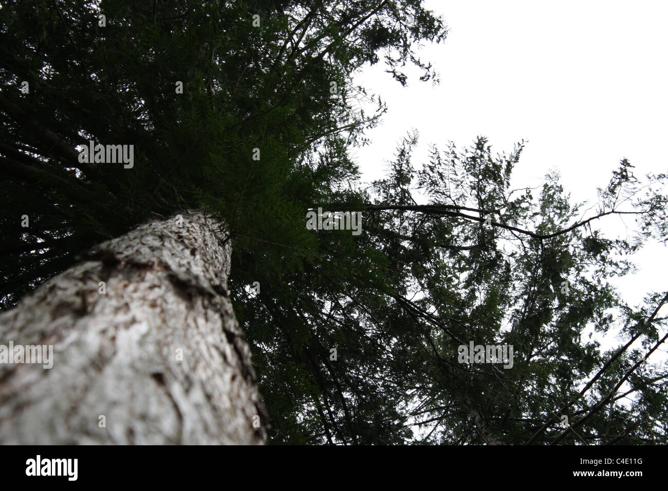 Large fir tree hi-res stock photography and images - Alamy