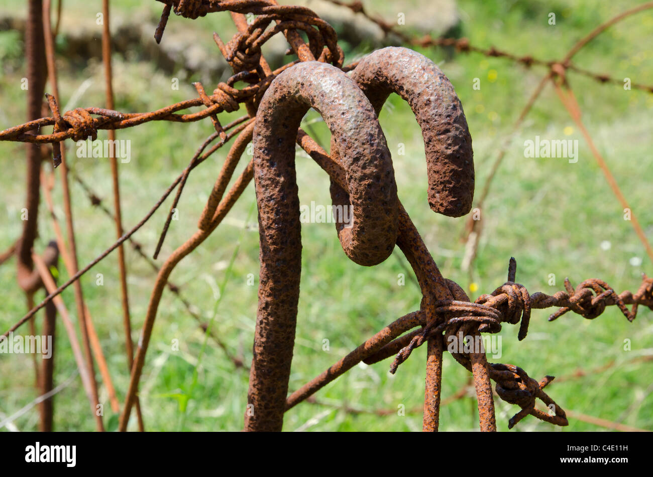 Original barbed wire entanglements from the First World War, Artois ...
