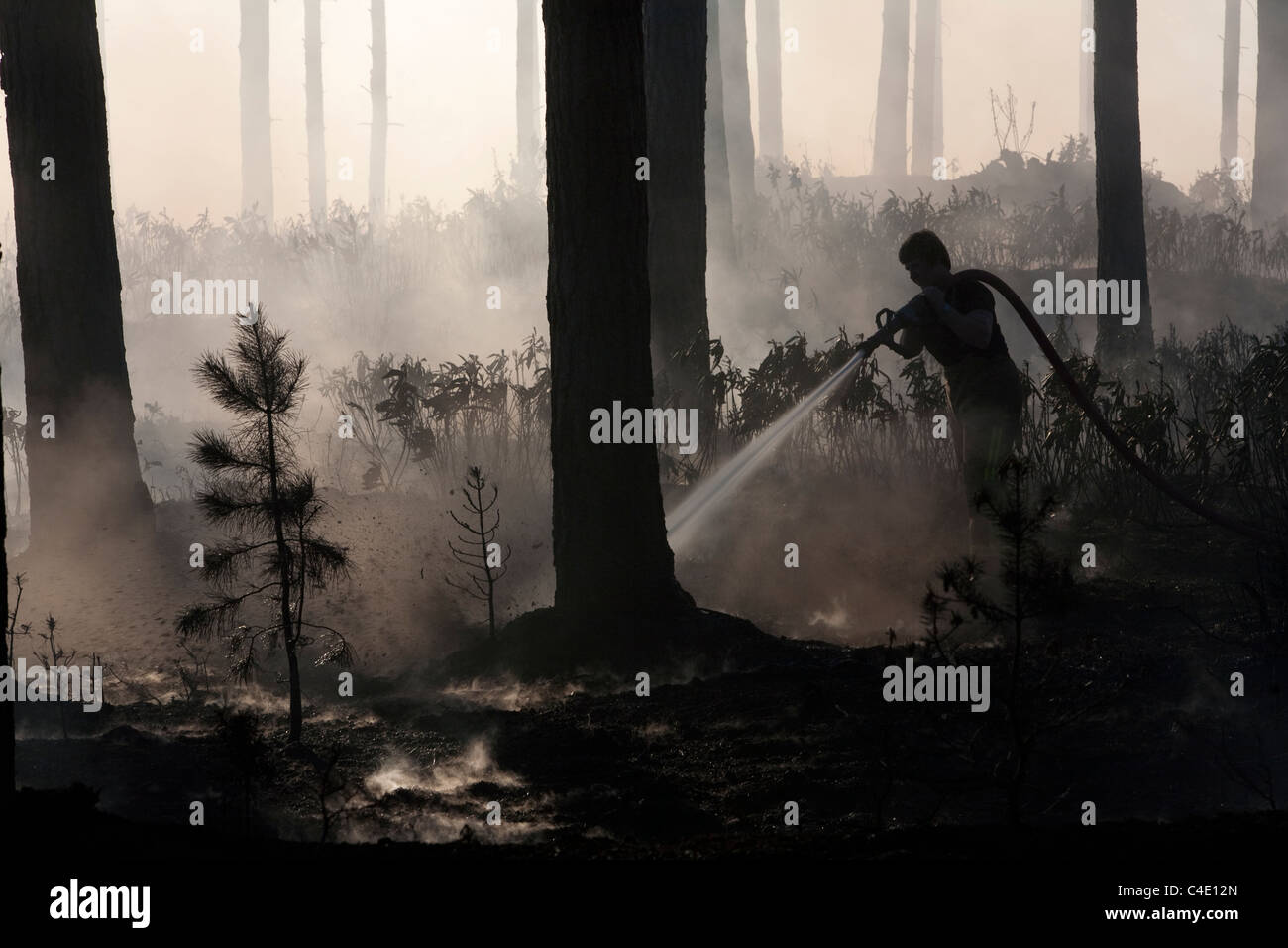 Firefighter dowsing smoldering forest floor during Swinley Forest fire ...