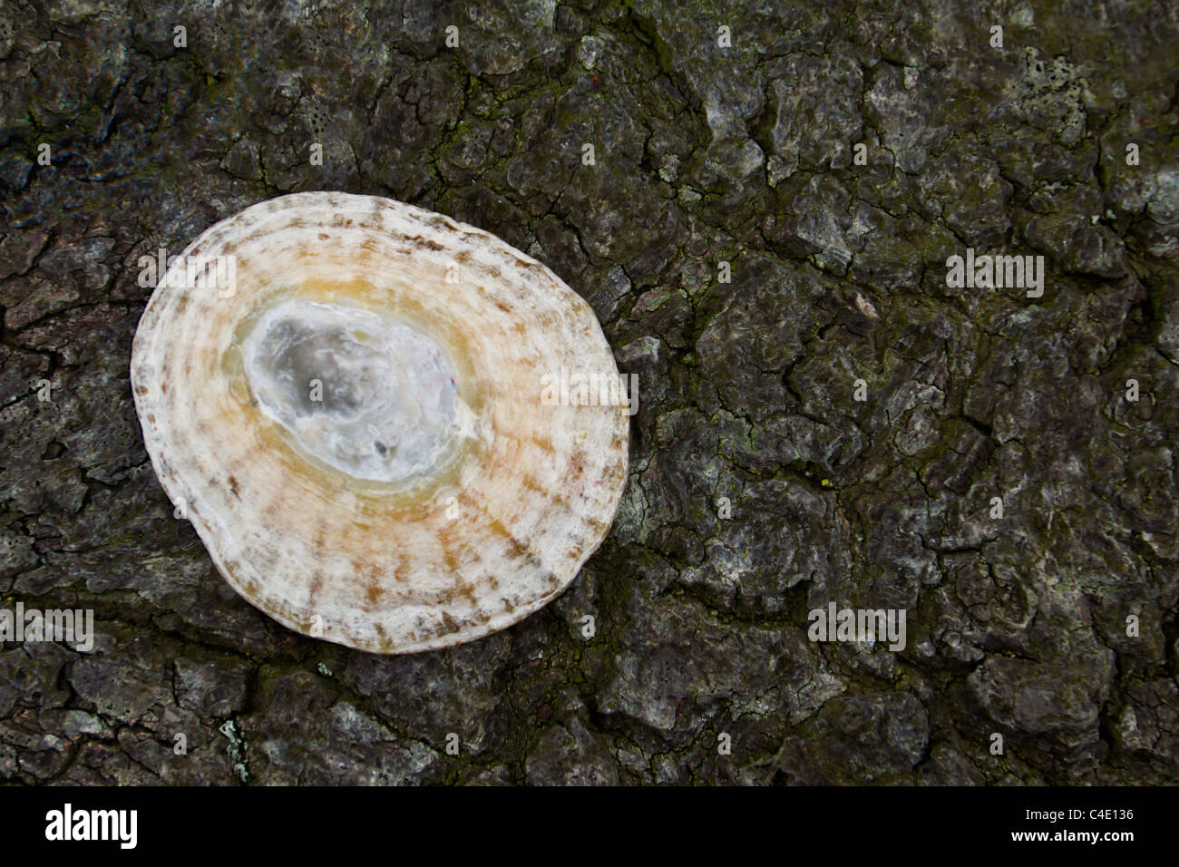 Seashell patterns hi-res stock photography and images - Alamy