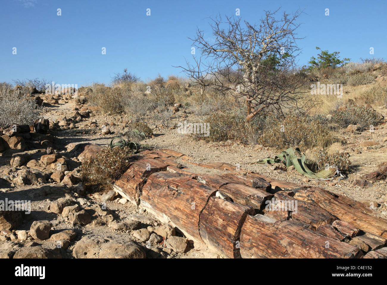 Fossilised trees at the petrified forest, Damaraland, Namibia Stock ...