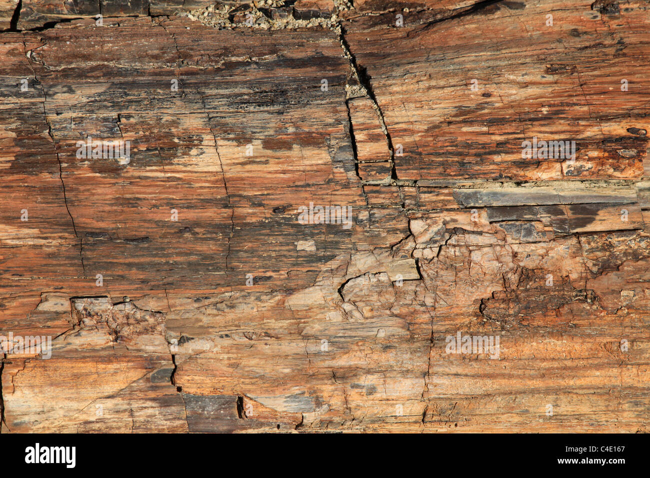 Fossilised trees at the petrified forest, Damaraland, Namibia Stock ...
