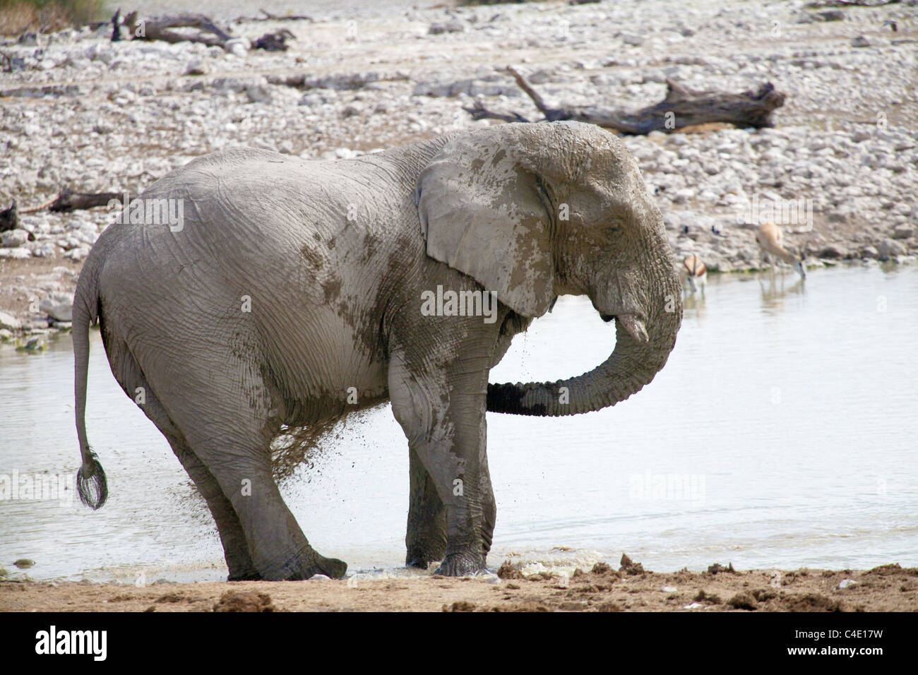 African elephant spraying water to cool down and mud-coat, Etosha ...