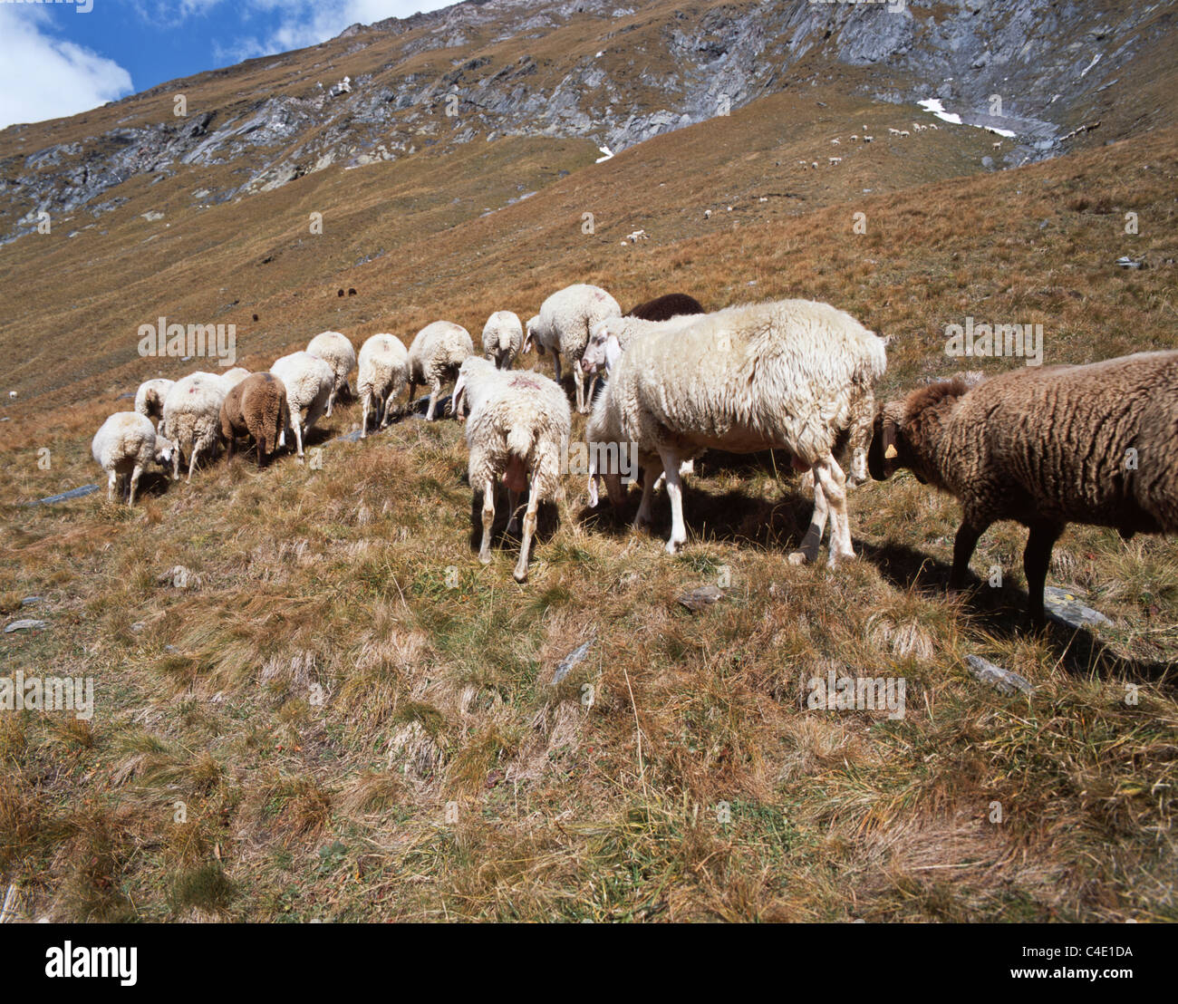 A flock of sheep grazing on an alpine pasture / mountainside of Val di ...
