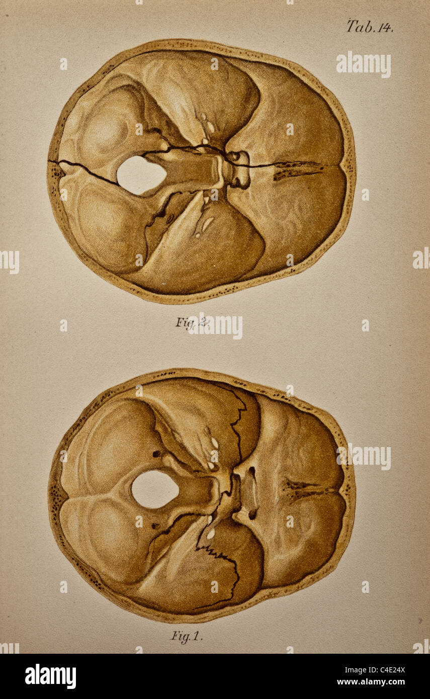 Illustration of the Human Skull copyright 1902 Stock Photo - Alamy
