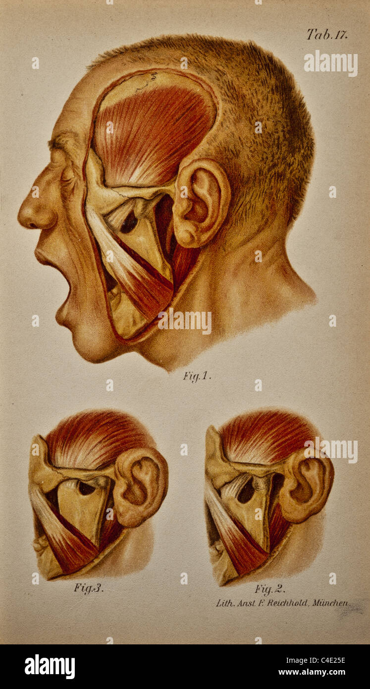 Antique medical illustration of skull, cranium, brain, head, face circa ...