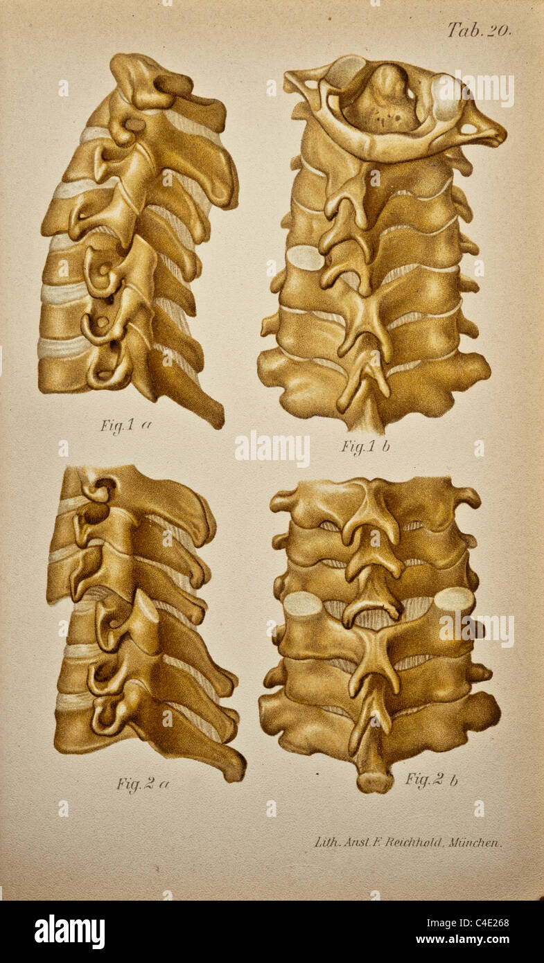 Vintage spinal nerve illustration hi-res stock photography and images ...