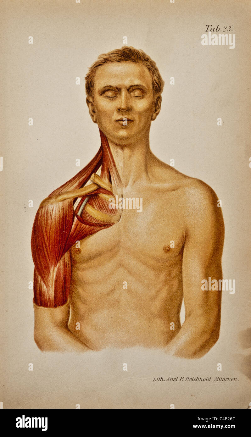 Rotator cuff anatomy hi-res stock photography and images - Alamy