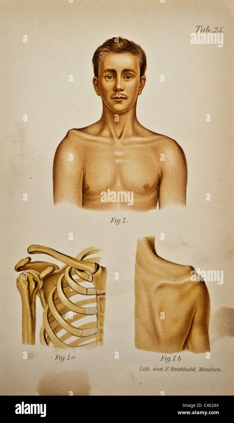 Rotator cuff anatomy hi-res stock photography and images - Alamy