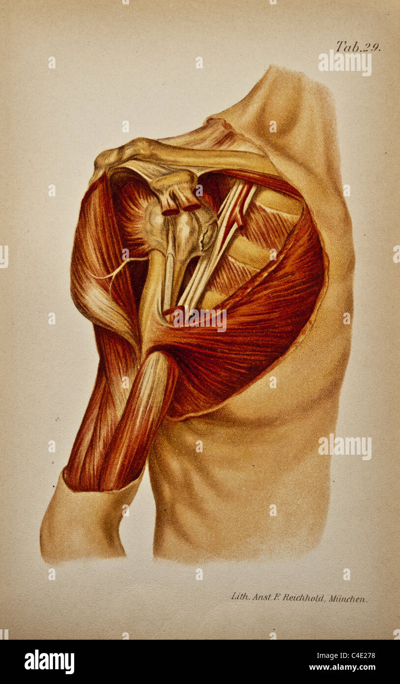 Illustration of the Human Shoulder copyright 1902 Stock Photo - Alamy