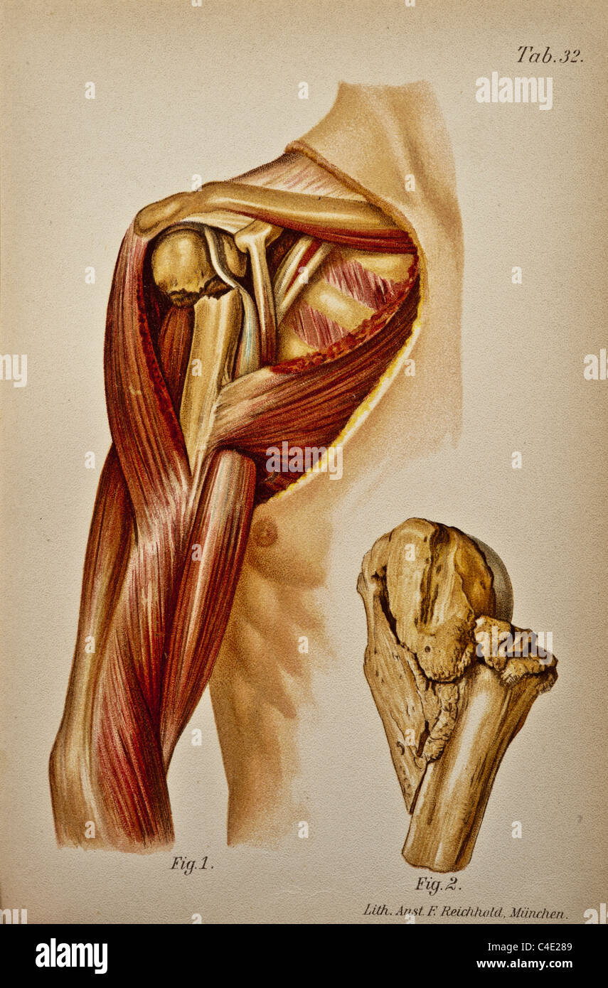 Illustration of the Human Shoulder copyright 1902 Stock Photo - Alamy