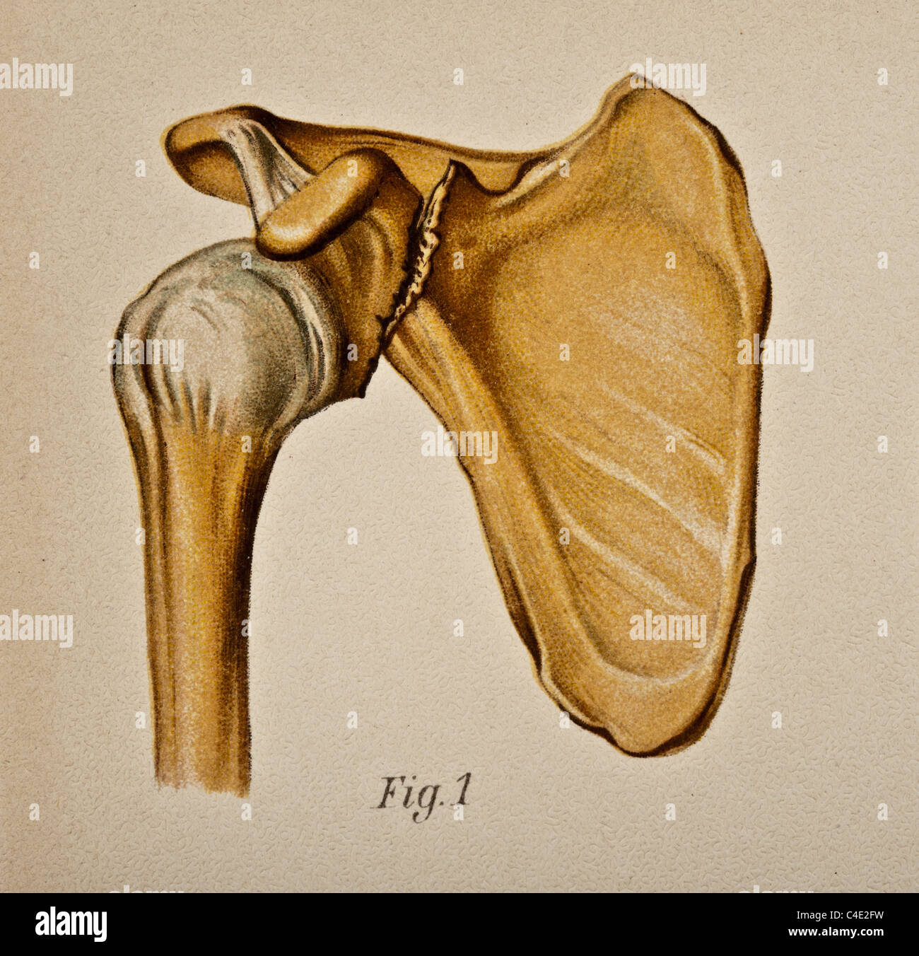 Illustration of the Human Shoulder copyright 1902 Stock Photo - Alamy